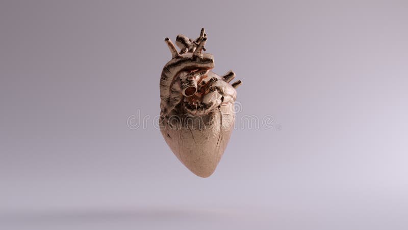 Bronze Anatomical Heart stock illustration. Illustration of minimal ...