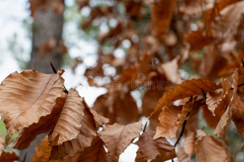 Autumn Leaves in a Bokeh Forest Landscape Stock Photo - Image of ...