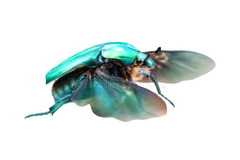 Bronze Beetle in Flight Isolated on White Stock Image - Image of close ...