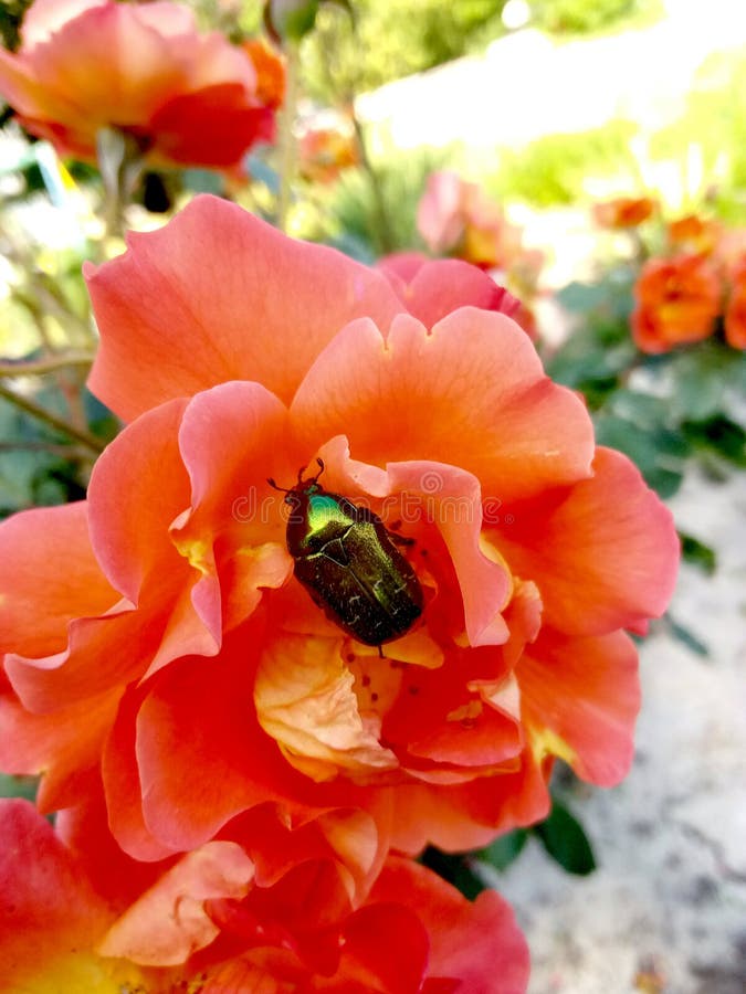 Bronze beetle stock photo. Image of brightly, foot, touching - 6349832