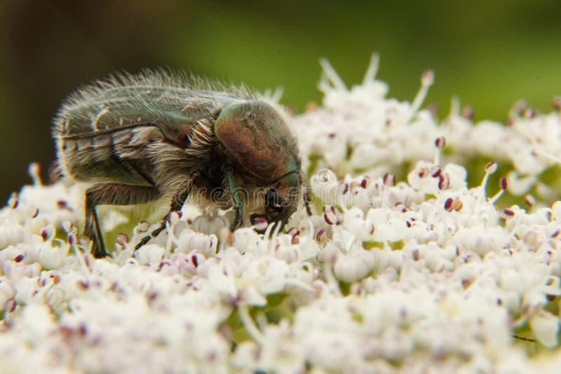 Bronze beetle stock photo. Image of animal, bronze, orange - 6349832