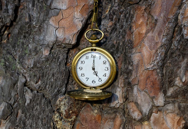 Bronze Colored Pocket Watch on a Tree Trunk Background Stock Photo ...
