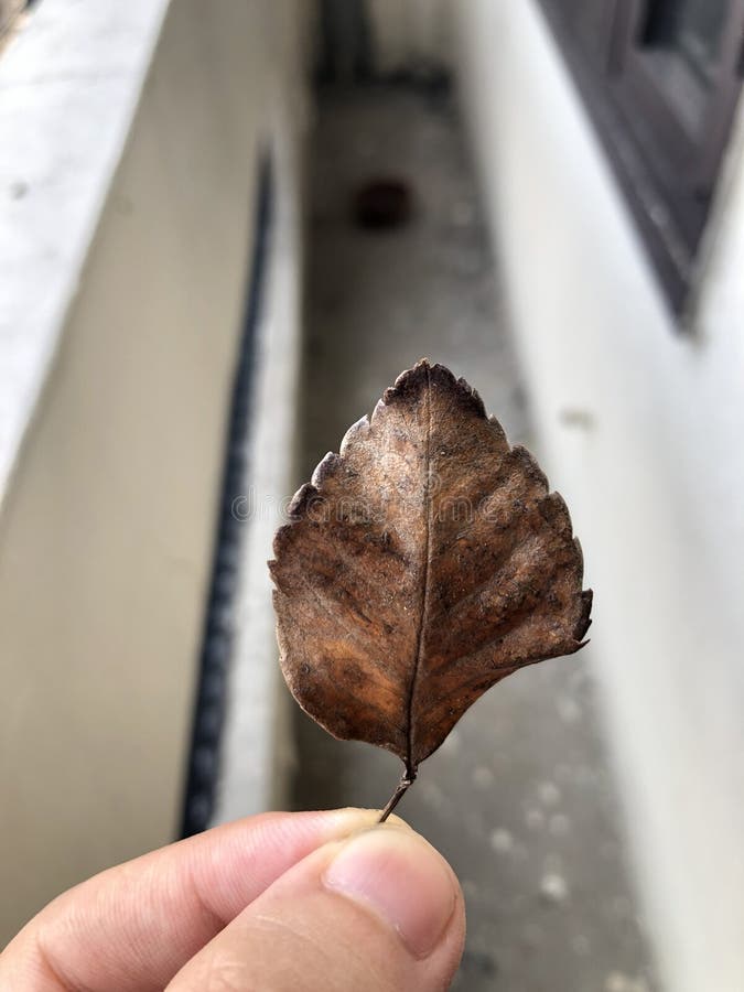 172 Bronze Colour Leaf Stock Photos - Free & Royalty-Free Stock Photos ...