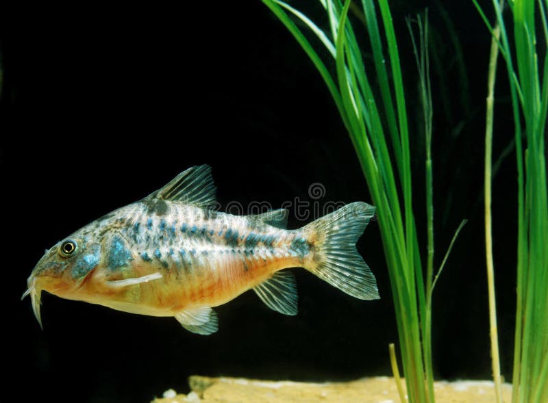 Bronze Cory or Bronze Catfish, Corydoras Aeneus Stock Photo - Image of ...