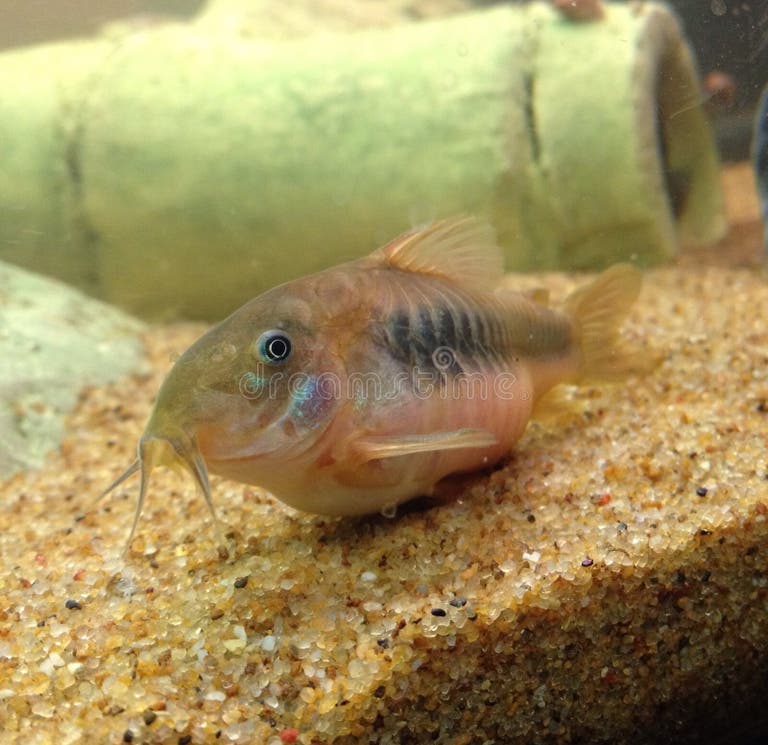 Bronze corydoras stock photo. Image of catfish, corydoras - 45525804