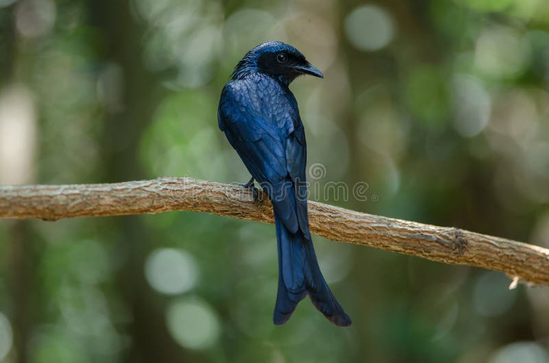 Bronze Drongo Bird Dicrurus Aeneus in Nature, Thailand Stock Photo ...