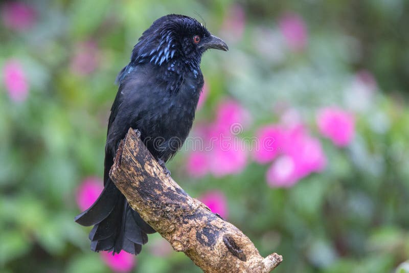 Bronze Drongo Bird (Dicrurus Aeneus) Perching on Tree Branch Stock ...