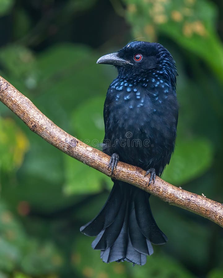 Bronze Drongo Bird (Dicrurus Aeneus) Perching on Tree Branch Stock ...