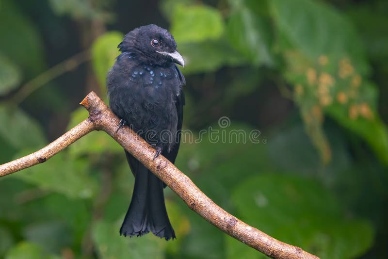 Bronze Drongo Bird (Dicrurus Aeneus) Perching on Tree Branch Stock ...