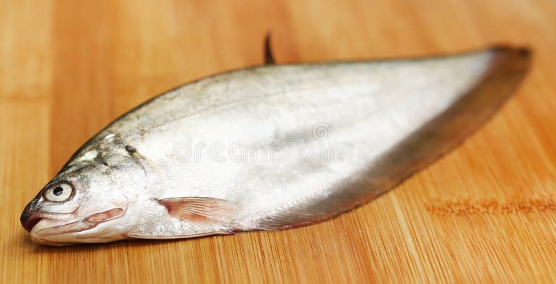 Bronze Featherback of Indian Subcontinent Stock Image - Image of ...