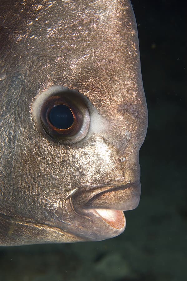 Bronze fishface stock image. Image of shiny, wildlife - 5919665