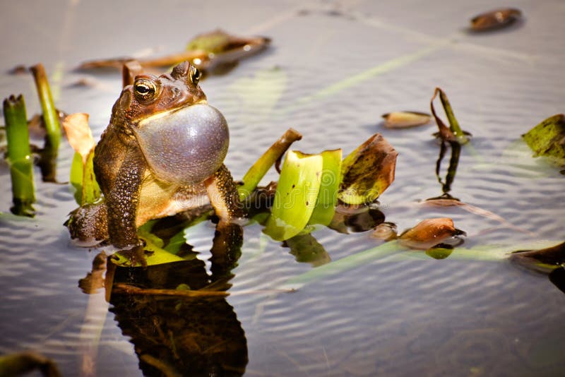 Bronze Frog Making a Mating Call Stock Photo - Image of state, north ...