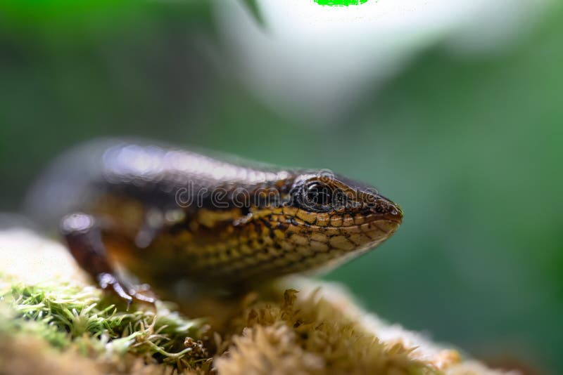 Bronze Grass Skink stock image. Image of conservation - 321868075