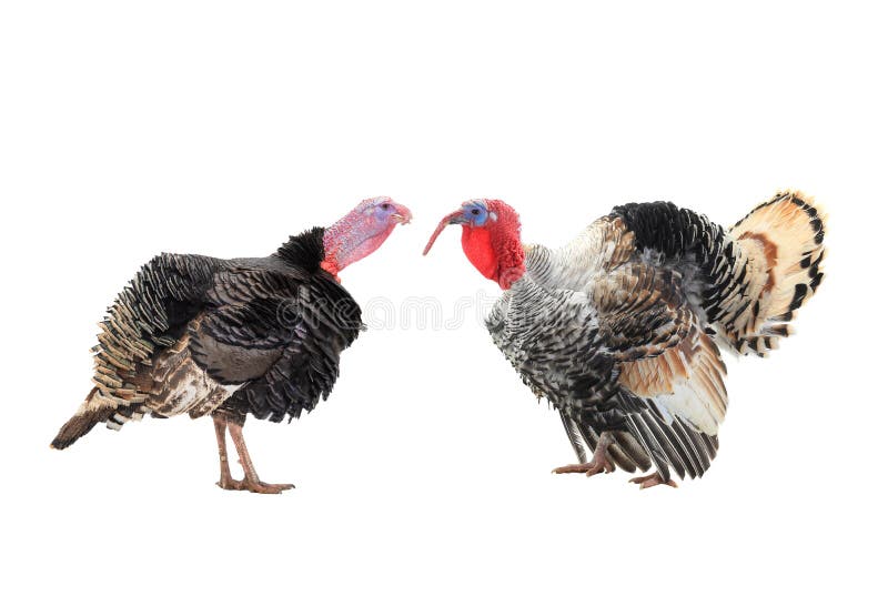 Bronze and Grey Turkey Isolated on a White Stock Photo - Image of male ...