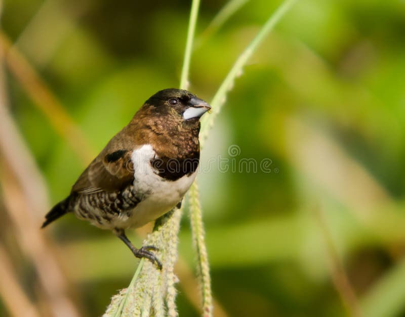 Bronze Manniken stock image. Image of bird, eater, wild - 19652125