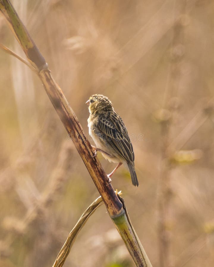 Bronze mannikin stock photo. Image of mannikin, camerun - 54051276