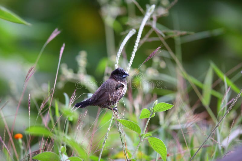 Bronze mannikin stock image. Image of animal, nature - 74704235