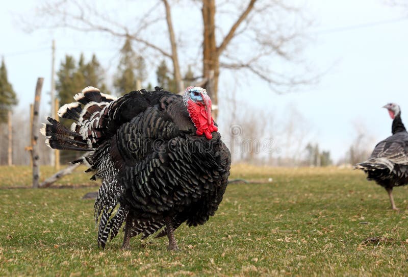 Live Turkey in Pin stock photo. Image of november, poultry - 27140574