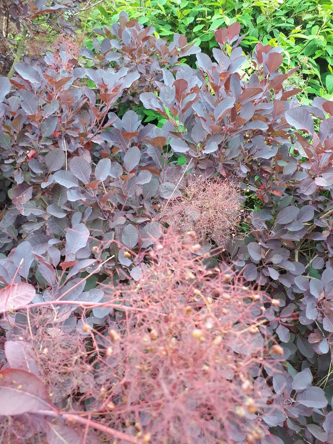 Bronze Shrub stock image. Image of brown, shrub, bronze - 96641565