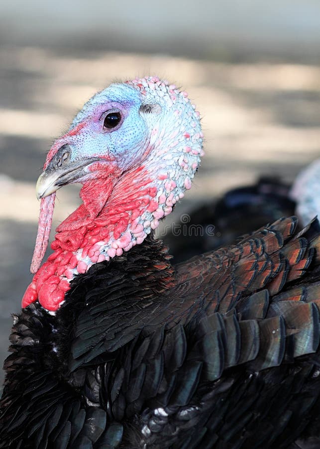 Ugly turkey stock photo. Image of feathers, face, avian - 9166086