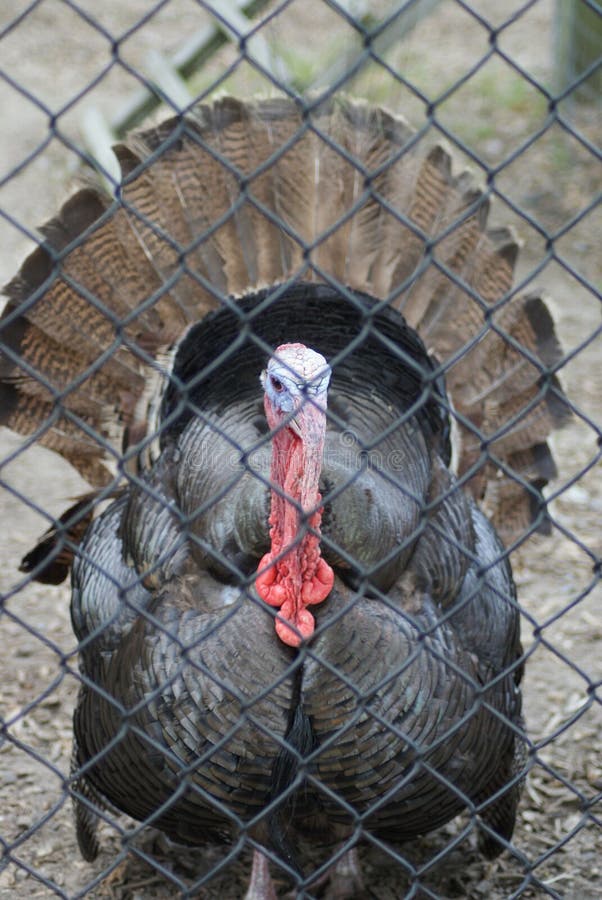 Bronze Turkey stock image. Image of gallopavo, bronze - 274250799