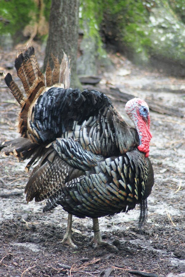Bronze Turkey stock photo. Image of turkey, snood, breasted - 274250802