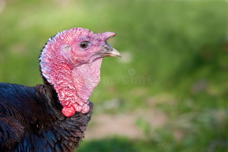 Wild Turkey Head stock photo. Image of forests, thickets - 676498