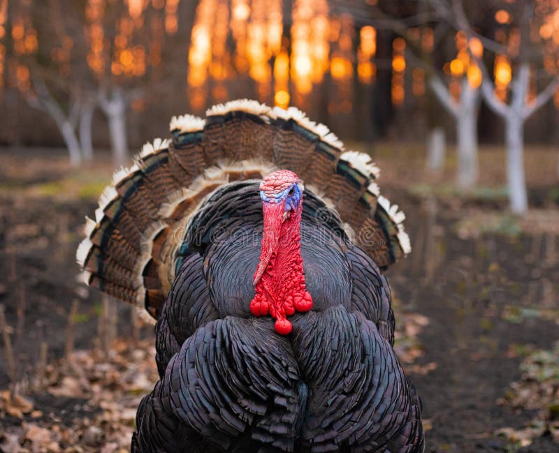 Bronze turkey at sunset stock photo. Image of livestock - 175309642