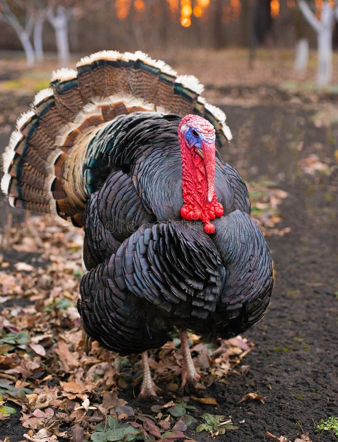 Bronze turkey at sunset stock image. Image of breeding - 175309617