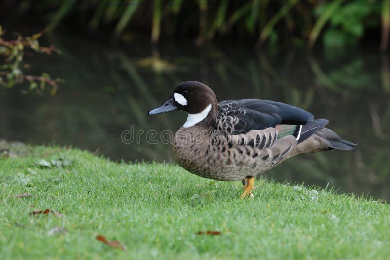 Bronze-winged Duck or Spectacled Duck, Speculanas Specularis Stock ...