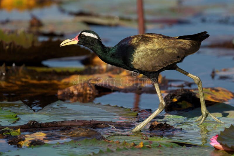 Bronze Winged Jacana Flying on Blurred Background Stock Photo - Image ...