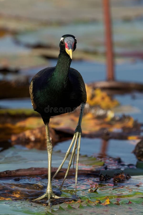 Bronze Winged Jacana Flying on Blurred Background Stock Photo - Image ...