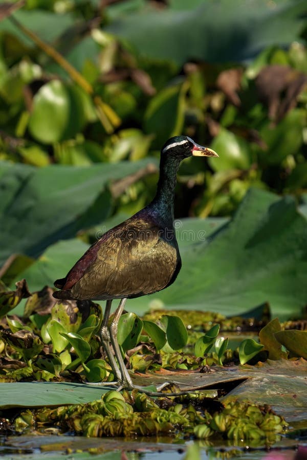 Bronze Winged Jacana Flying on Blurred Background Stock Photo - Image ...