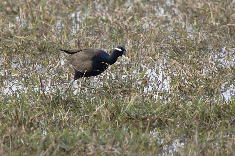 Bronze - Winged Jacana Bird Stock Image - Image of legs, prominent ...