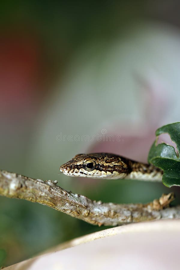 Bronzeback Snake Close-up stock image. Image of borneo - 348829915