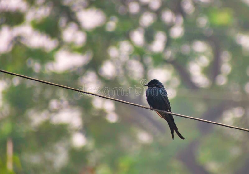 Bronzed Drongo. Dicrurus Aeneus Stock Photo - Image of farm, eyes ...
