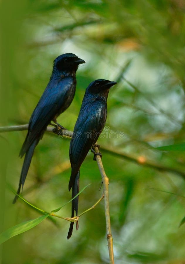 Bronzed Drongo Nesting in Habitat Stock Photo - Image of common, bulbul ...