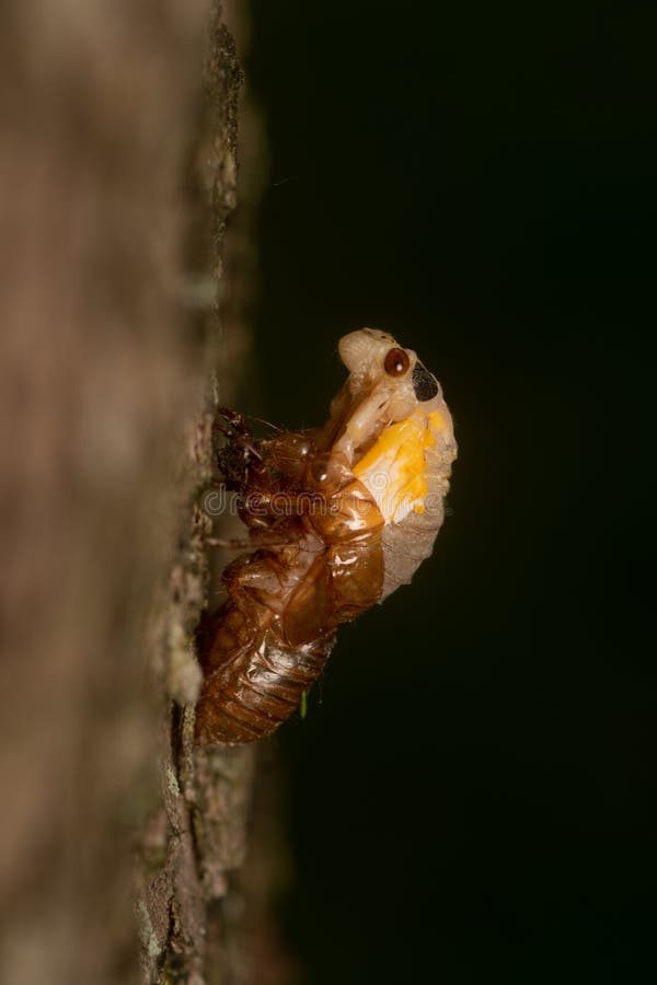 Brood X cicada stock image. Image of periodical, nymph - 220950877