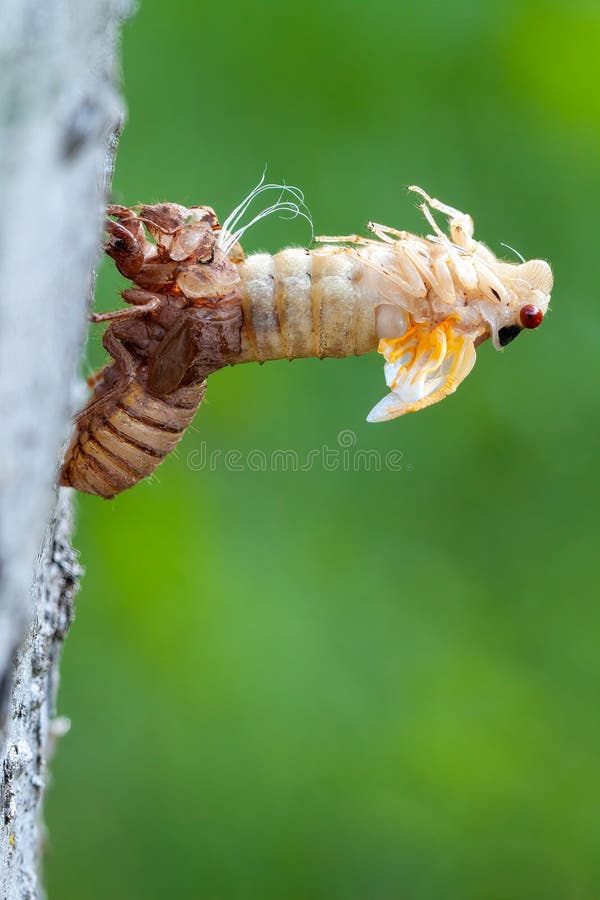 Brood X Cicada in the Process of Emerging from Its Exoskeleton, Side ...