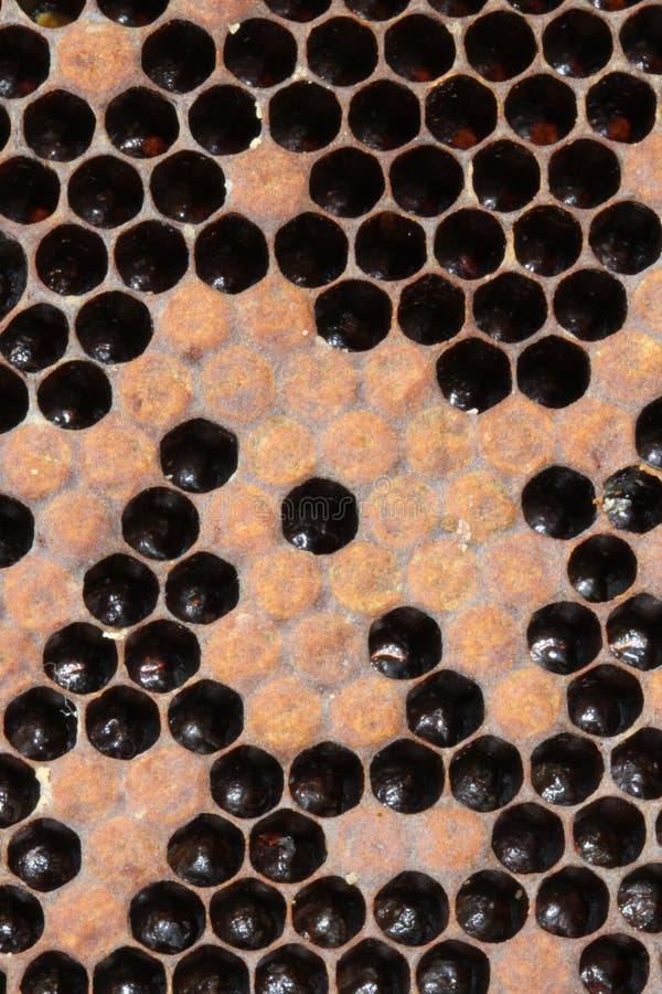 Brood comb stock image. Image of five, brood, queen, bees - 73922511