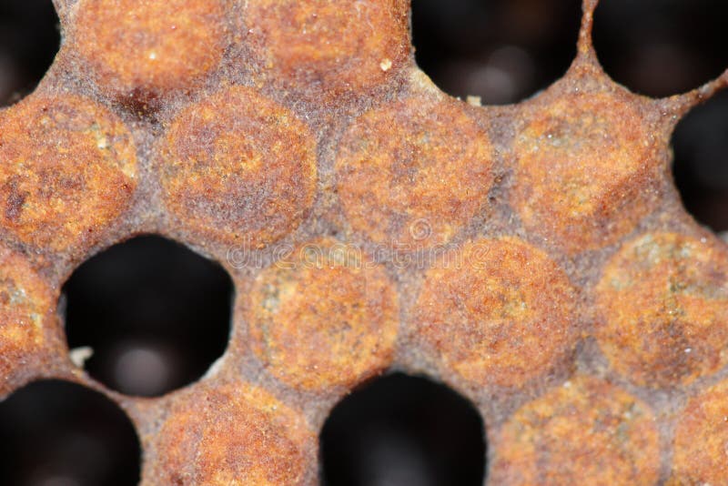 Brood comb in use stock image. Image of background, apiculture - 68280299
