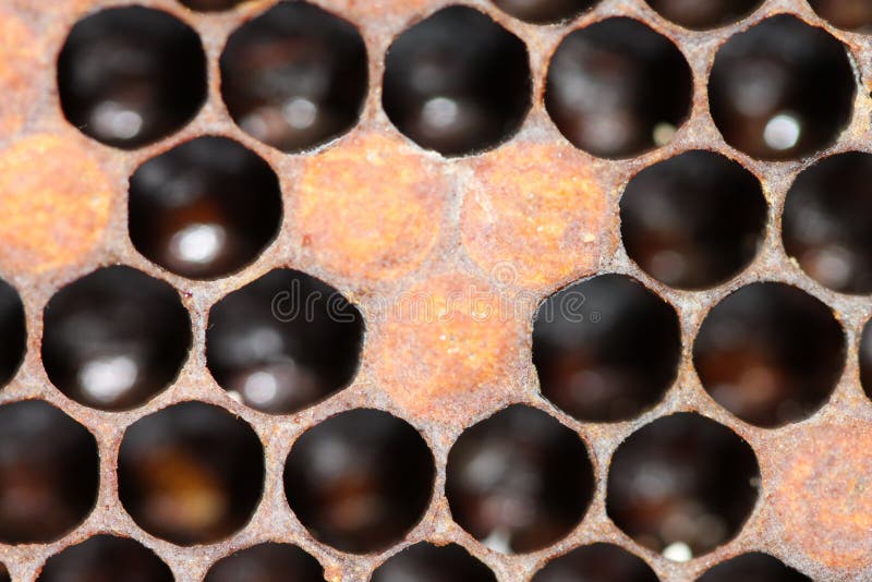 Brood comb in use stock photo. Image of bees, farm, combing - 68280546