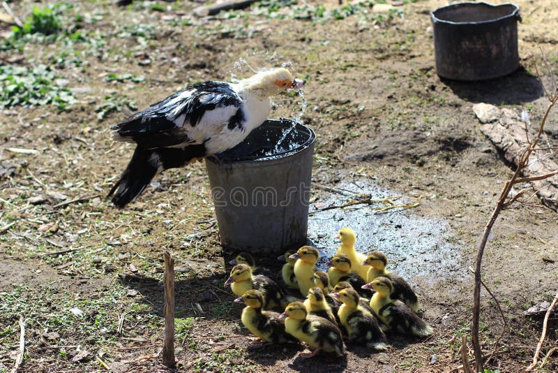 Brood of ducklings stock photo. Image of animals, grange - 63726332