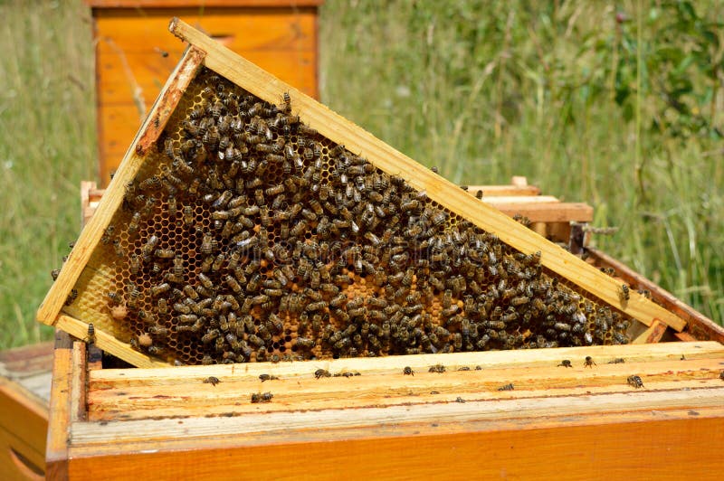 Brood frame stock photo. Image of cell, langstroth, hive - 91086578