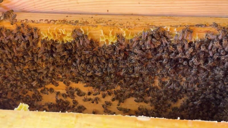 Brood Frame with Workers and Brood Bees. Stock Video - Video of beehive ...