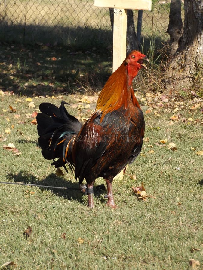 Game stock image. Image of rooster, stag, brood, game - 114022175