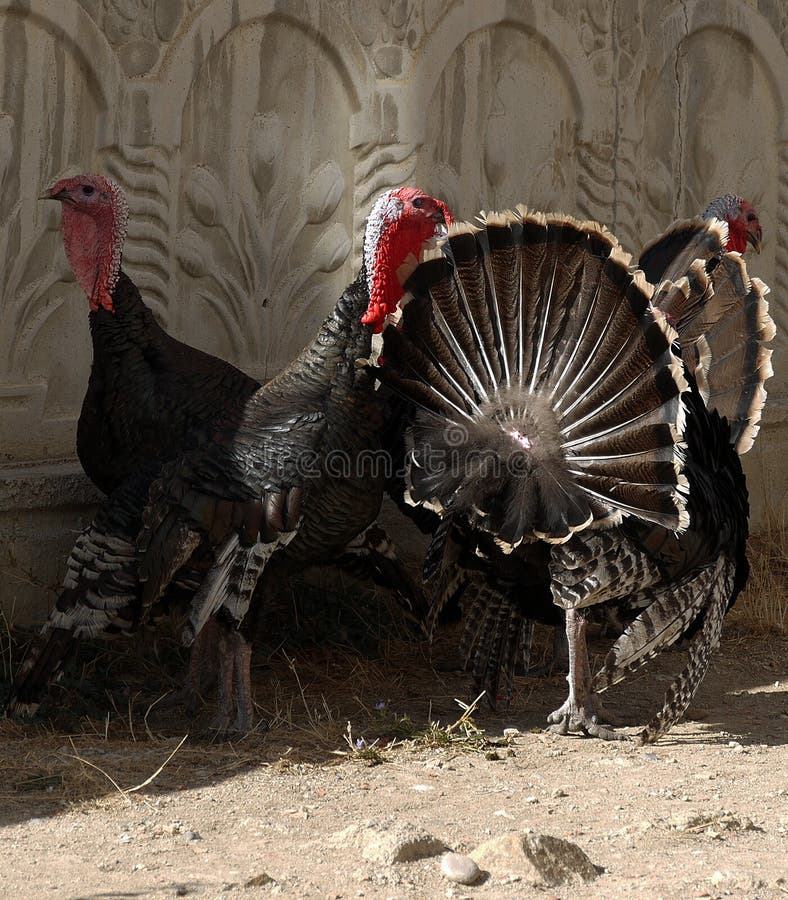 Brood Turkeys Feed and Stroll in the Garden, Large Turkeys Stock Photo ...