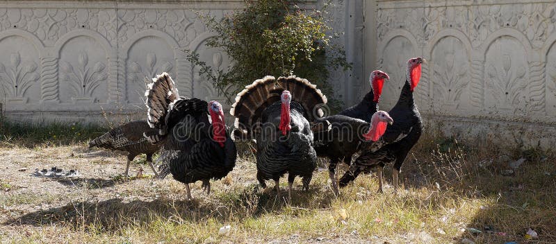 Brood Turkeys Feed and Stroll in the Garden, Large Turkeys Stock Photo ...