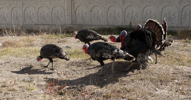 Brood Turkeys Feed and Stroll in the Garden, Large Turkeys Stock Photo ...