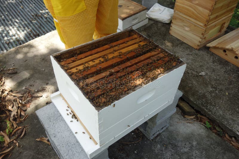 Brooder Box Stock Photos - Free & Royalty-Free Stock Photos from Dreamstime